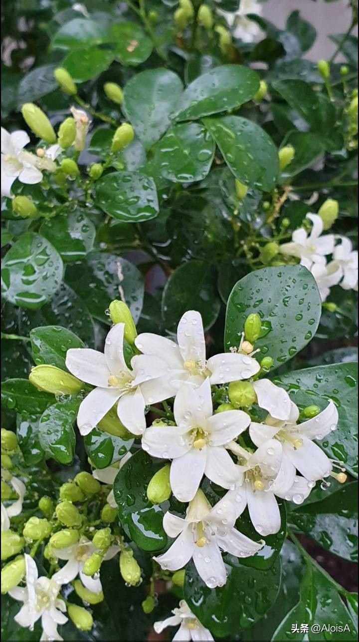 Plants that are effective in repelling mosquitoes in farm yards - iNEWS