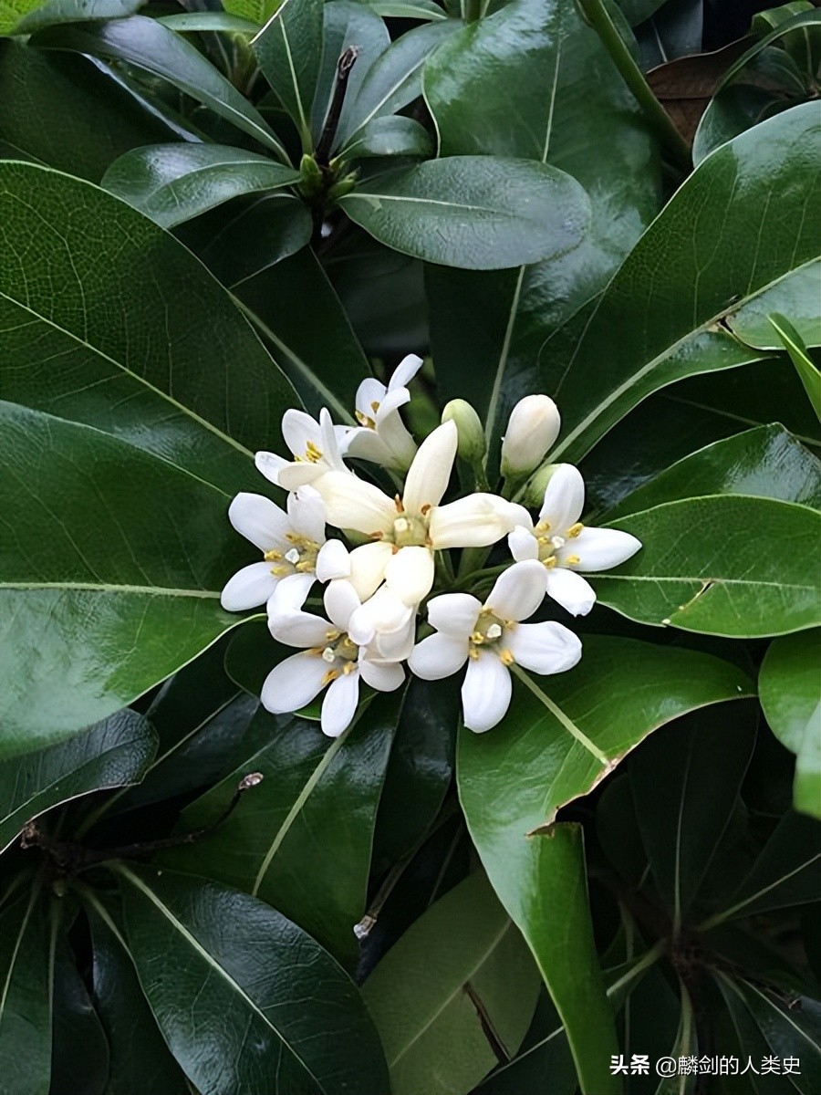 "Full Series of Plants" Umbelliferae - Pittophyllaceae - iNEWS