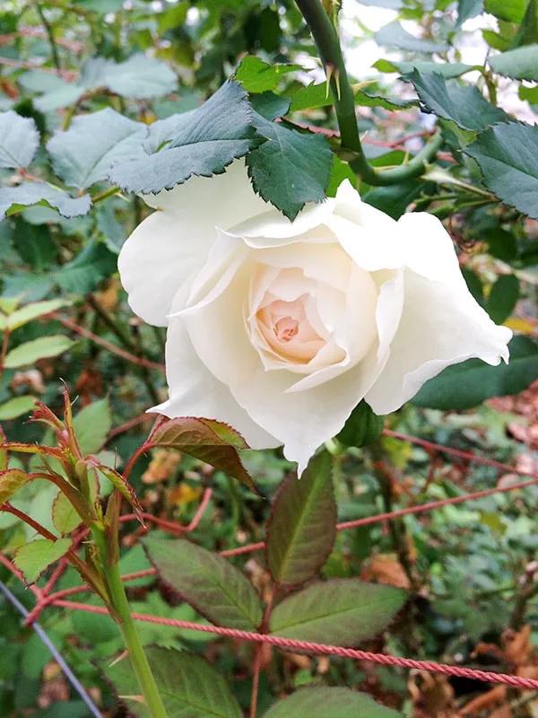 Japanese Roses: Water Drops (shizuku) - iMedia