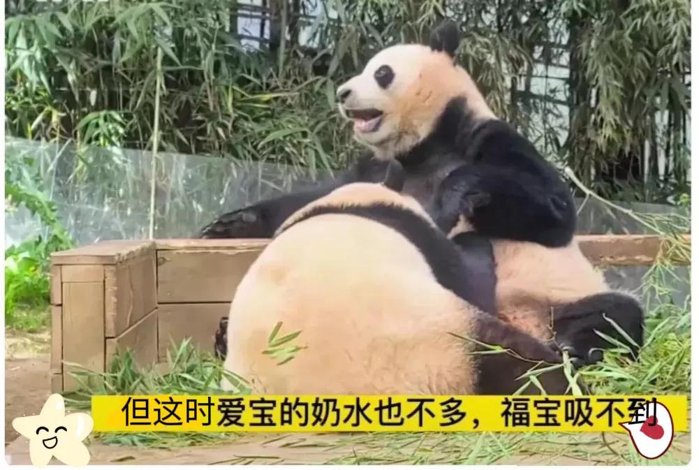 From Yuanyuan to Aibao: How does a panda mother breastfeed her baby ...