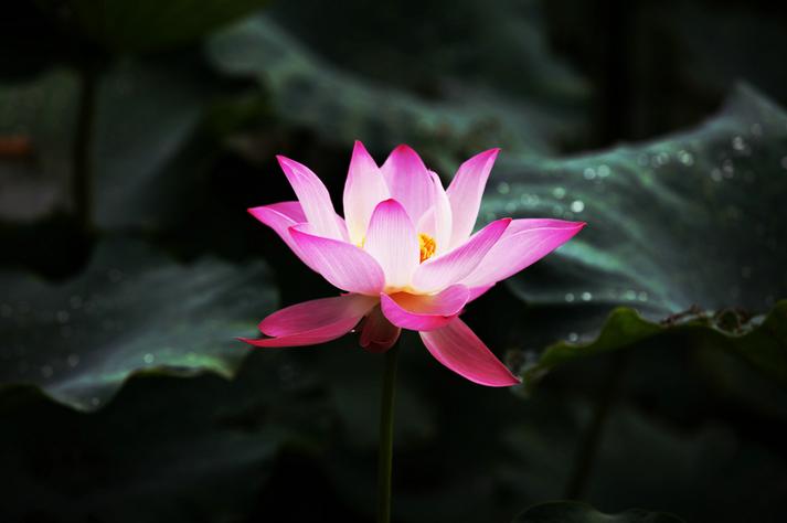 When the lotus is fragrant and the good wind comes, the poems about the ...