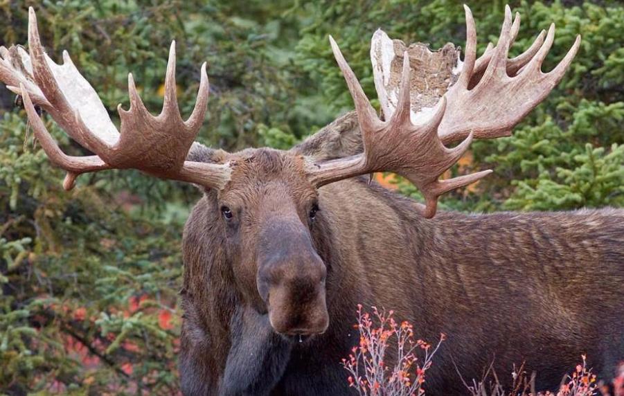 The Eurasian Moose: A Link Between Nature and Culture - iNEWS