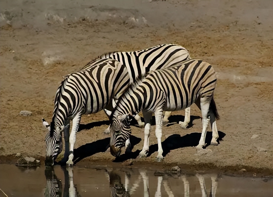 Zebra dad wants to drown the baby zebra?The photographer captured this ...