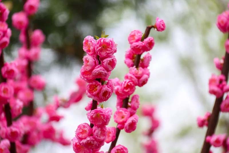 Yu Yemei is in full bloom and fighting for spring - iNEWS