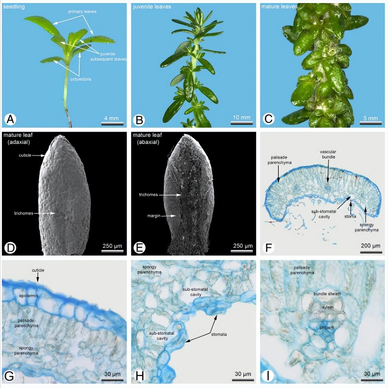 Aggregate morphology and anatomical features of Caryophyllaceae and ...