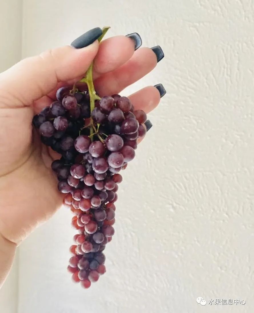 This might be the tiniest grape I've ever eaten - iMedia