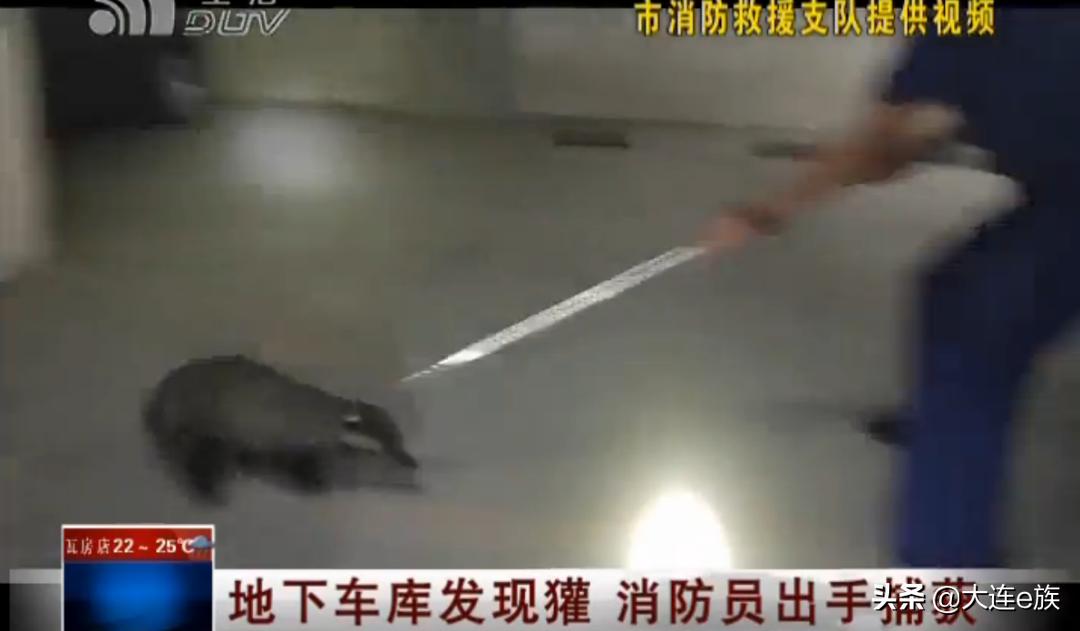 alarm!Badgers frequently appear in Dalian, don't provoke them - iNEWS