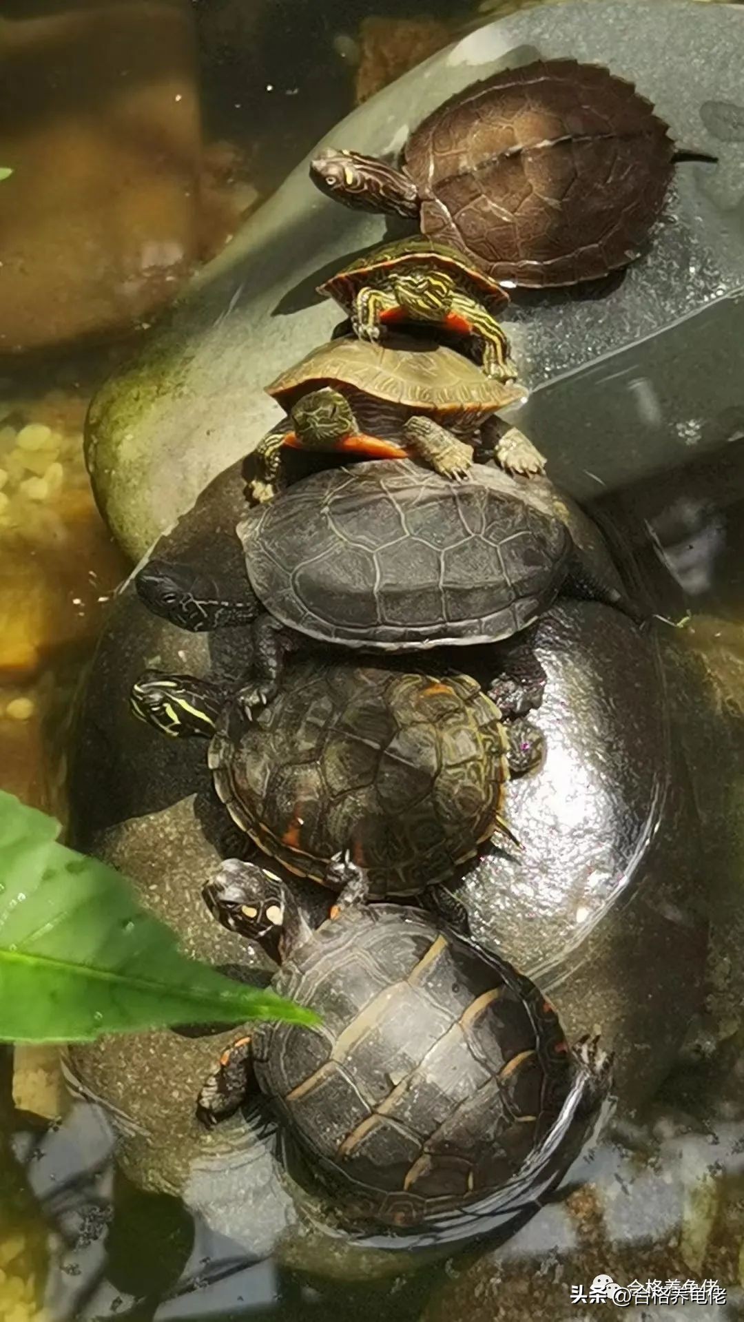 Six questions tell you how to raise turtles in special stages - iNEWS