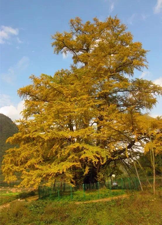 The oldest tree in China has witnessed five thousand years of China - iNEWS