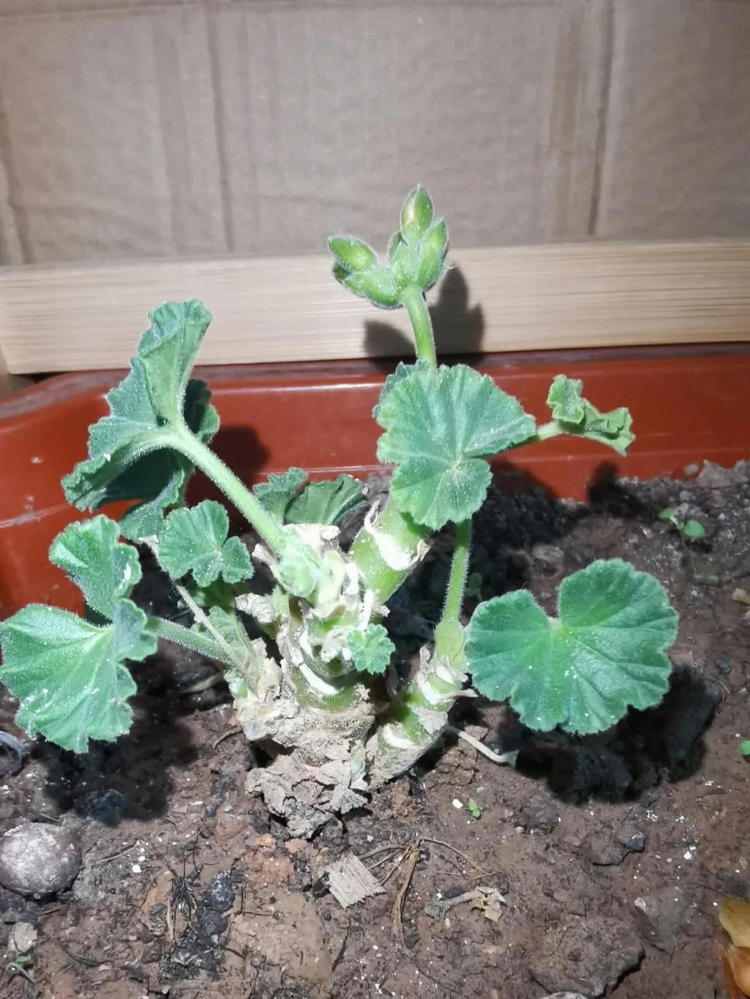 Geranium, "like dry" or "like water", many people get it wrong, no ...
