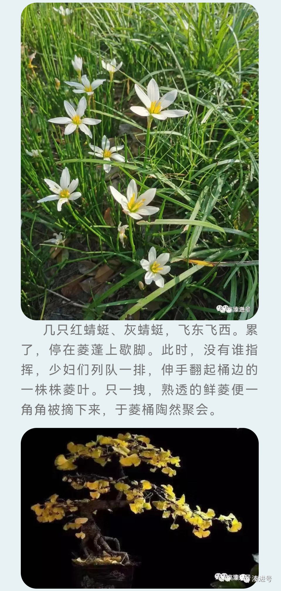 In Qindong, Dongtai, eat a mouthful of the "Three Immortals of Water ...