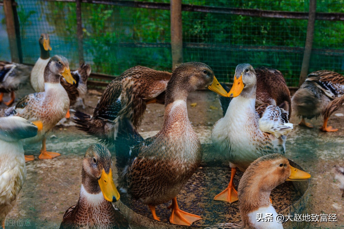 How to raise ducks in summer - iNEWS