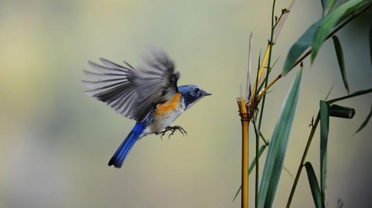 You may not know that these five small animals can determine the fate ...