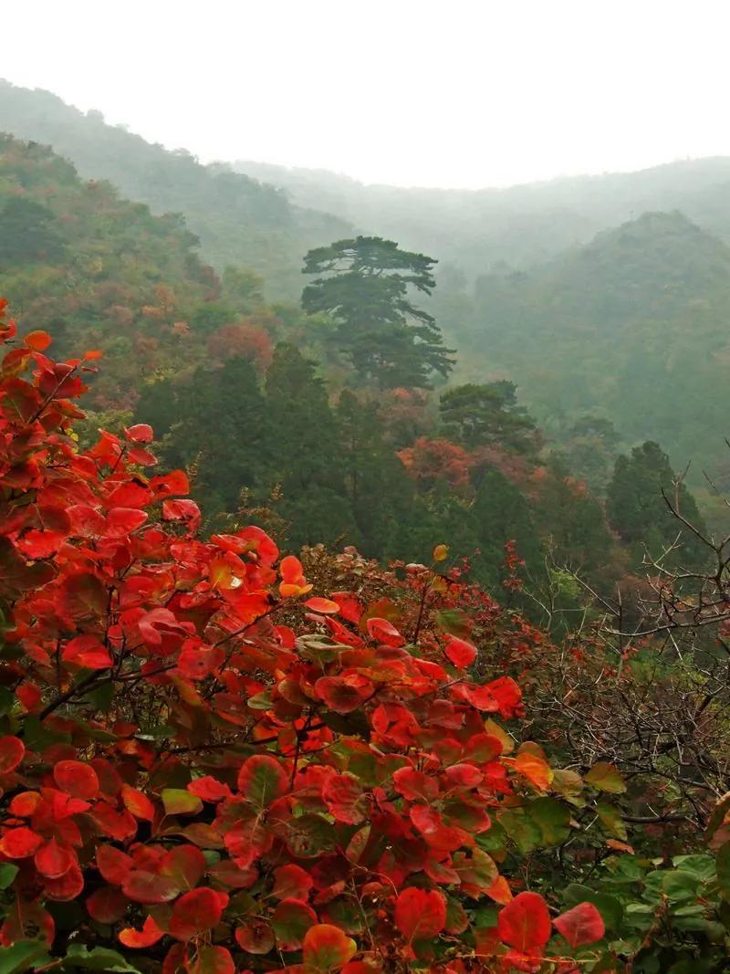 (Original) Qiju · Fragrant Hills Autumn - iNEWS