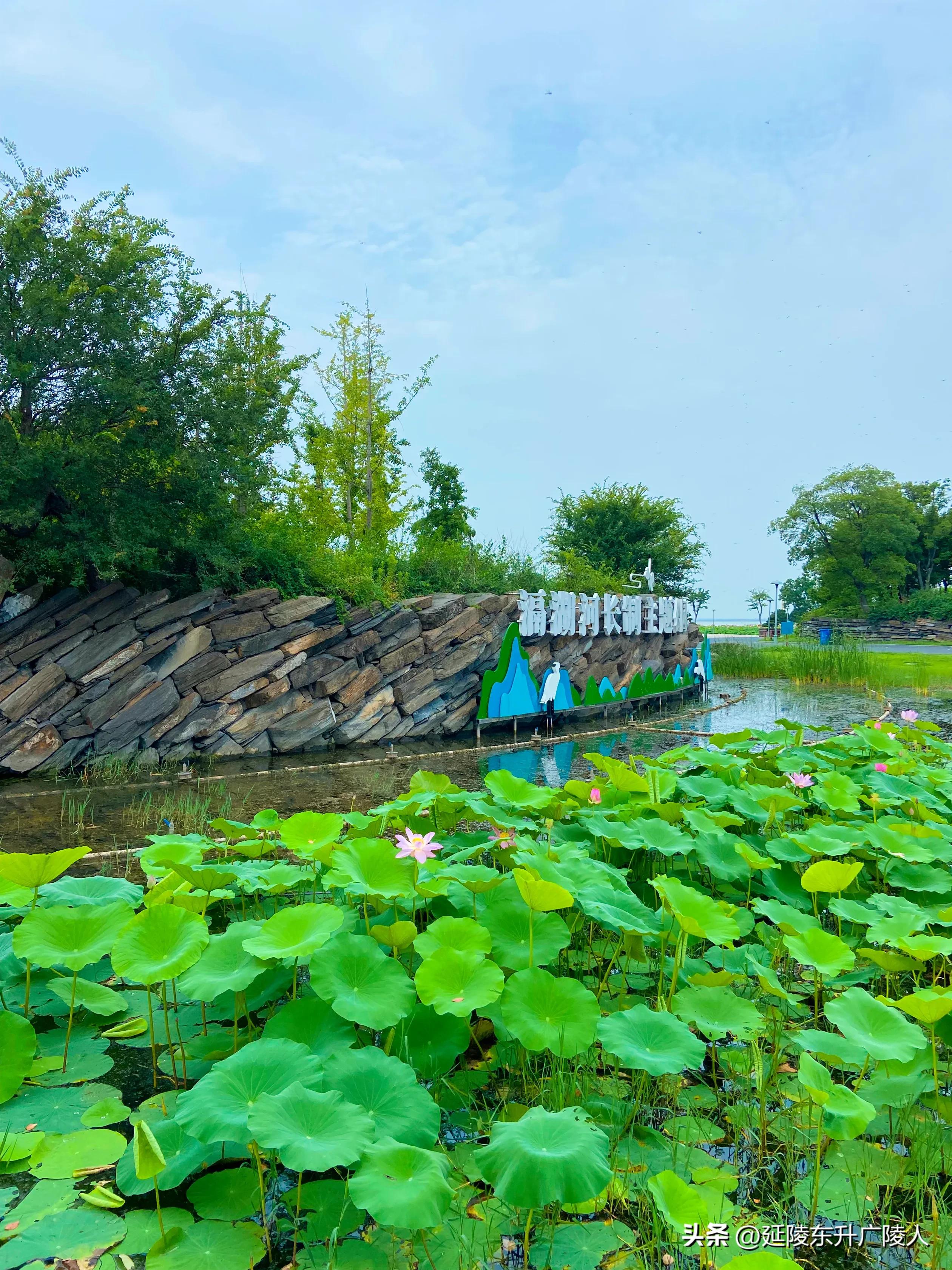 Watching the lotus on the shore of Gehu Lake in the cool morning breeze ...