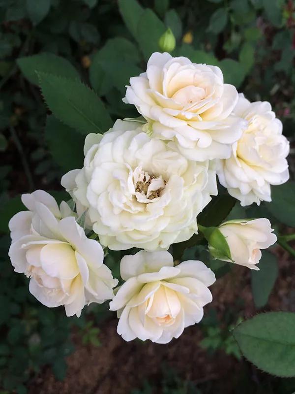 Japanese rose: Lin (lin) - iNEWS