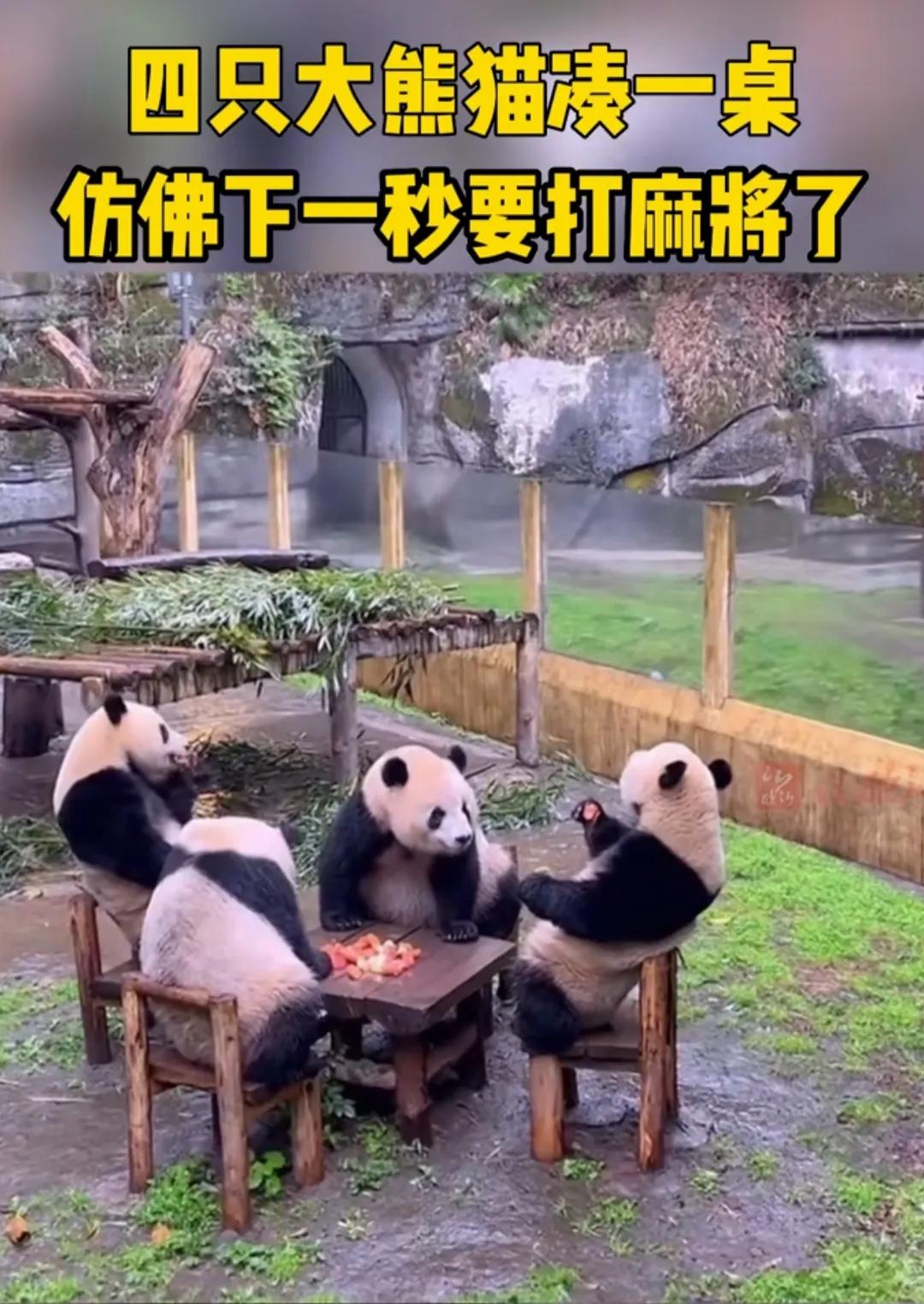 The four little pandas "play mahjong", Yaya Meixiang "together" happy ...
