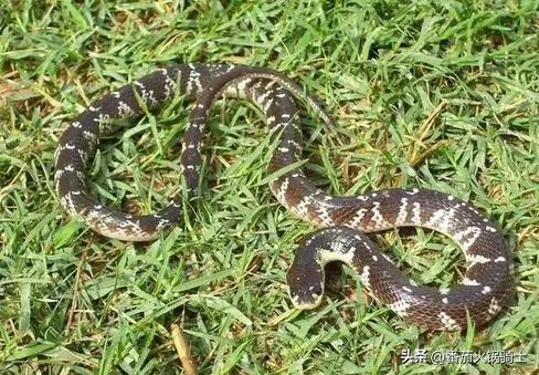 What kind of snake is the Sindhi krait?Why did it replace the krait as ...