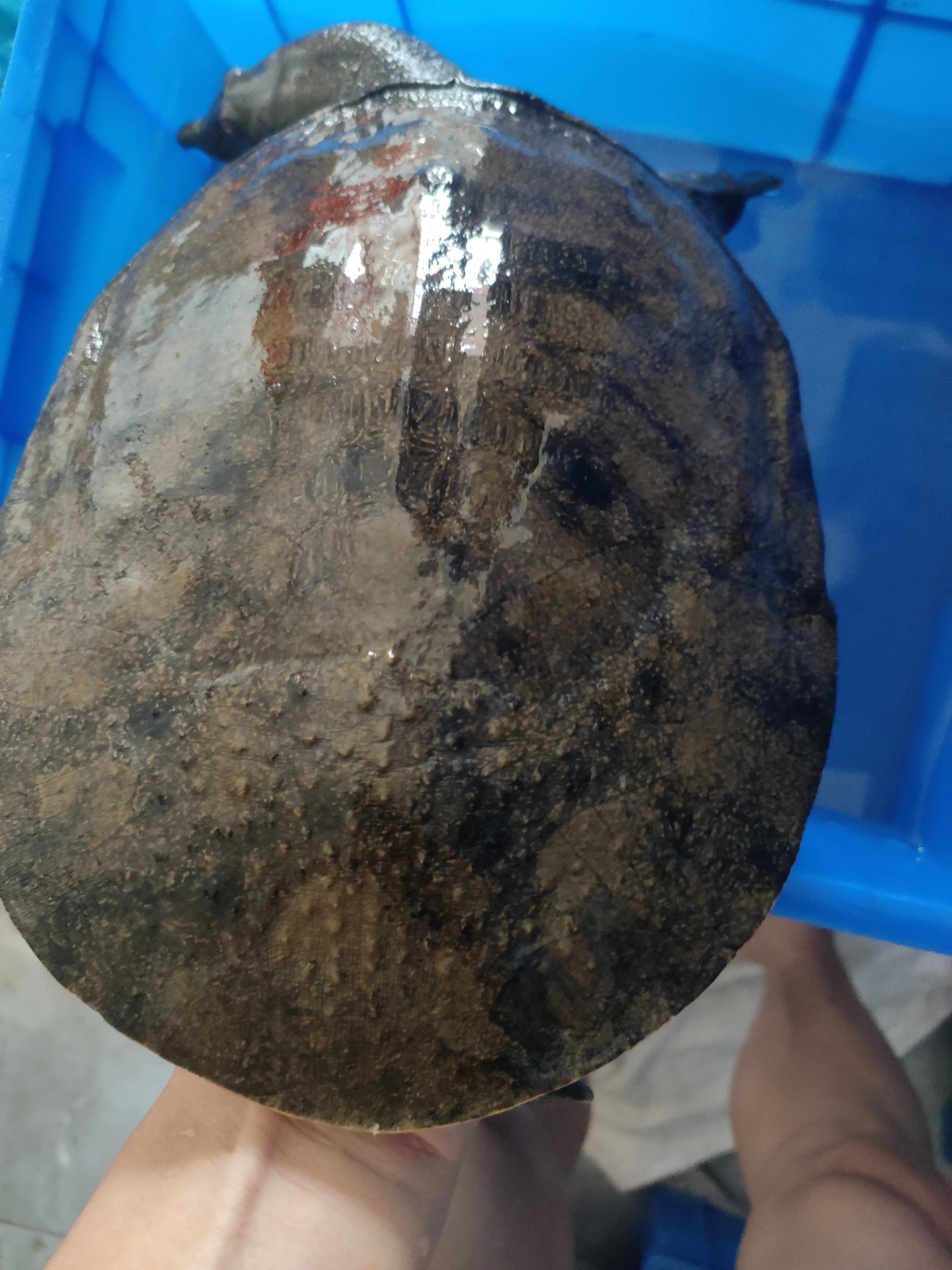 Is a turtle covered with leeches a good turtle? - iNEWS