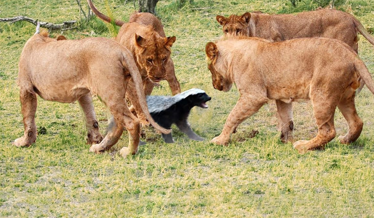 Why can the "flat-headed brother" honey badger run rampant in the ...