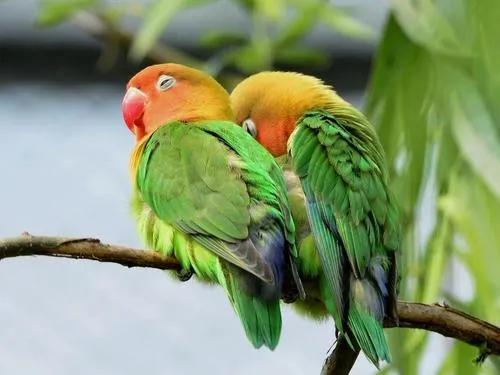 As the saying goes: "If you raise these four birds, you will attract ...