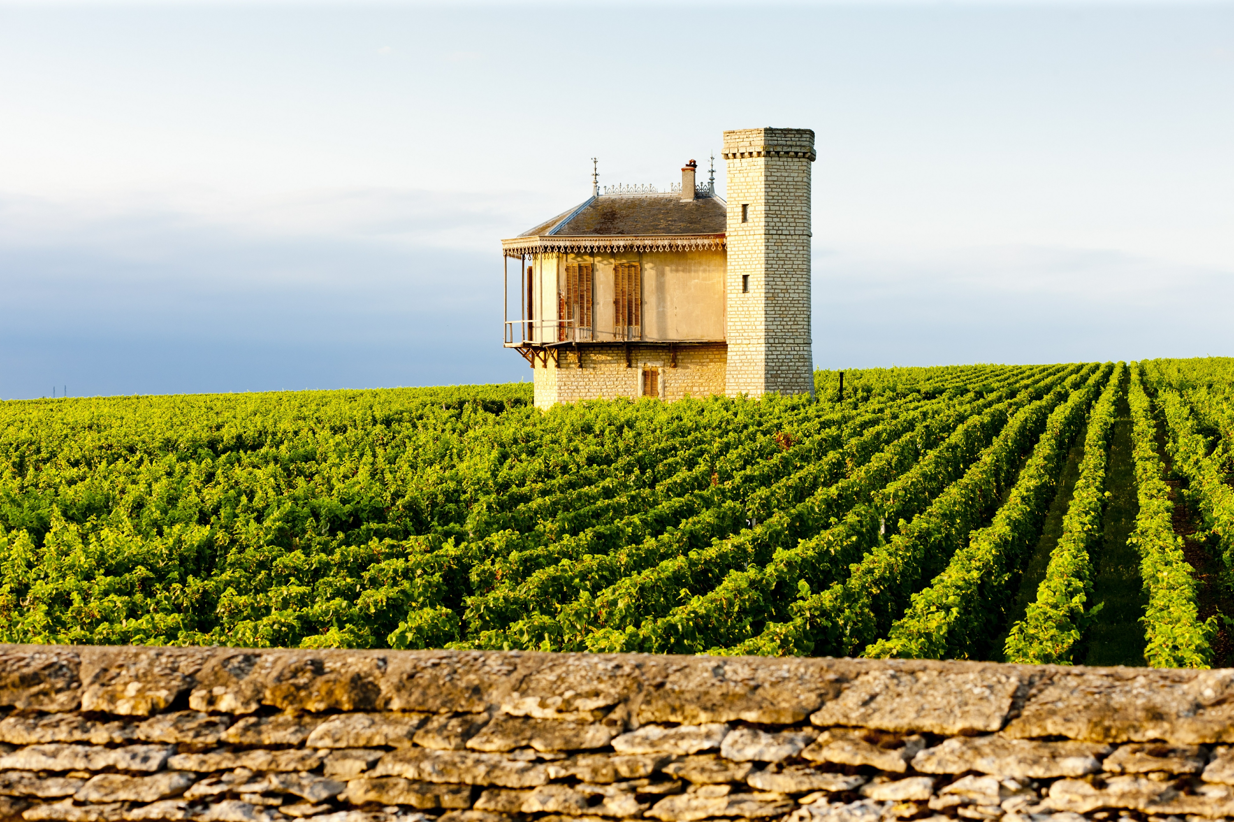 What does New World wine mean? Explore the wine characteristics of New ...