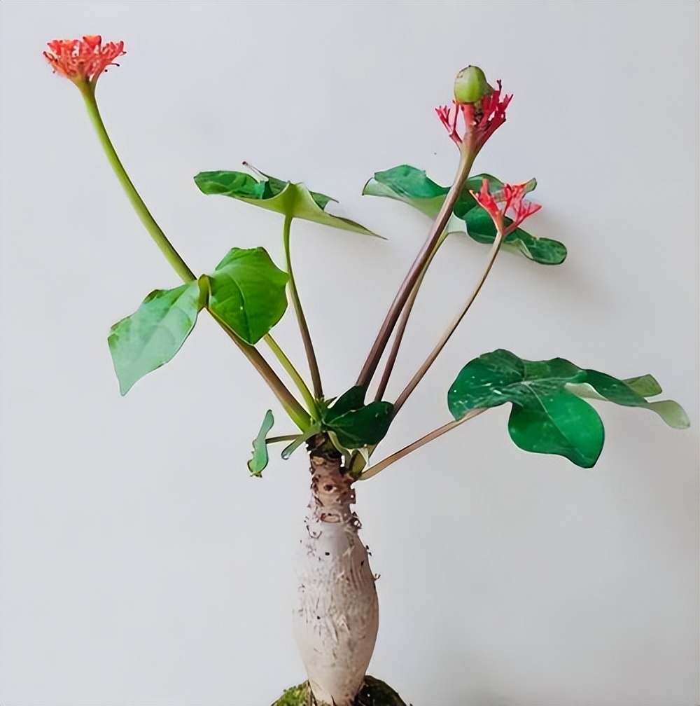 6 kinds of lazy flowers, even if they are not watered for half a year ...