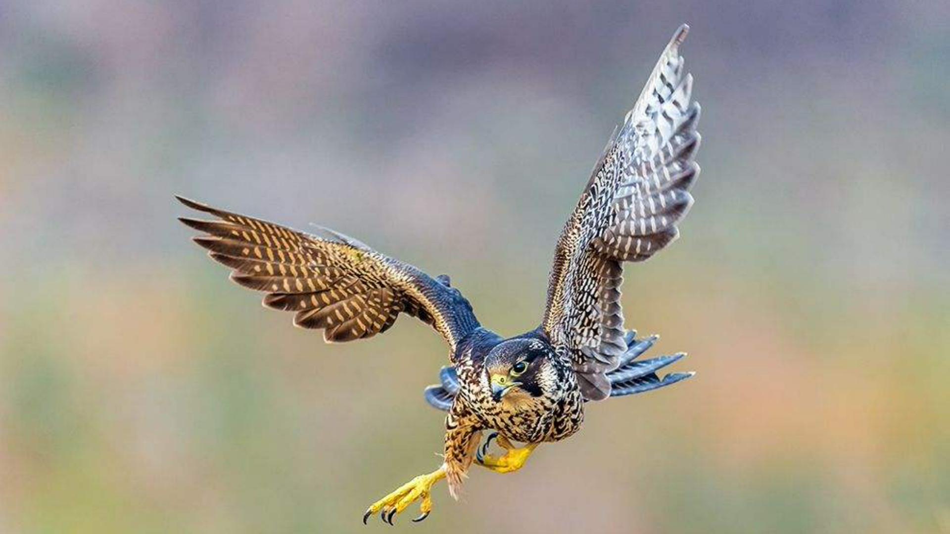 Fierce aerial hunter—Peregrine, how is the fighter in the bird made ...