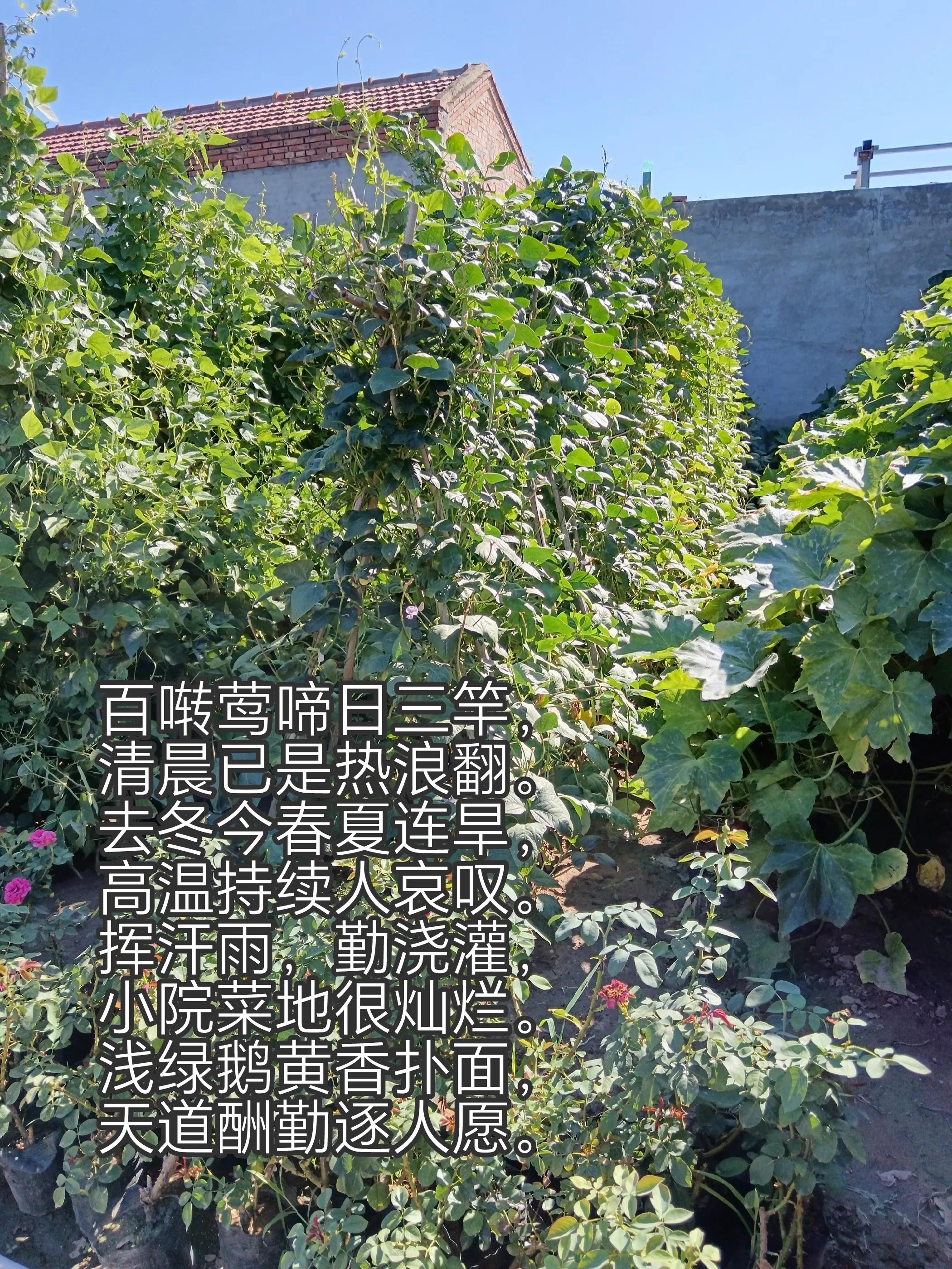 Poems of Small Courtyard Vegetable Garden——Retirement Chapter of "Drip ...