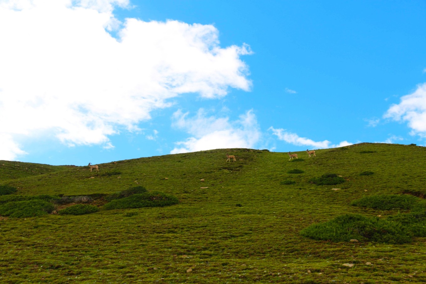 Most Exciting Encounters, Wildest Wildlife (Walk Together) - iNEWS