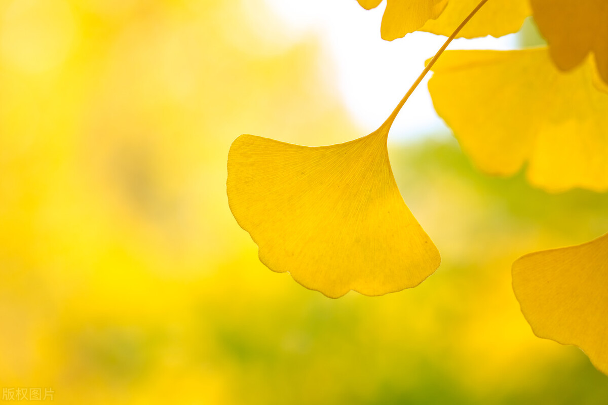 7 will die! Ginkgo biloba is poisonous, why is it planted all over the ...