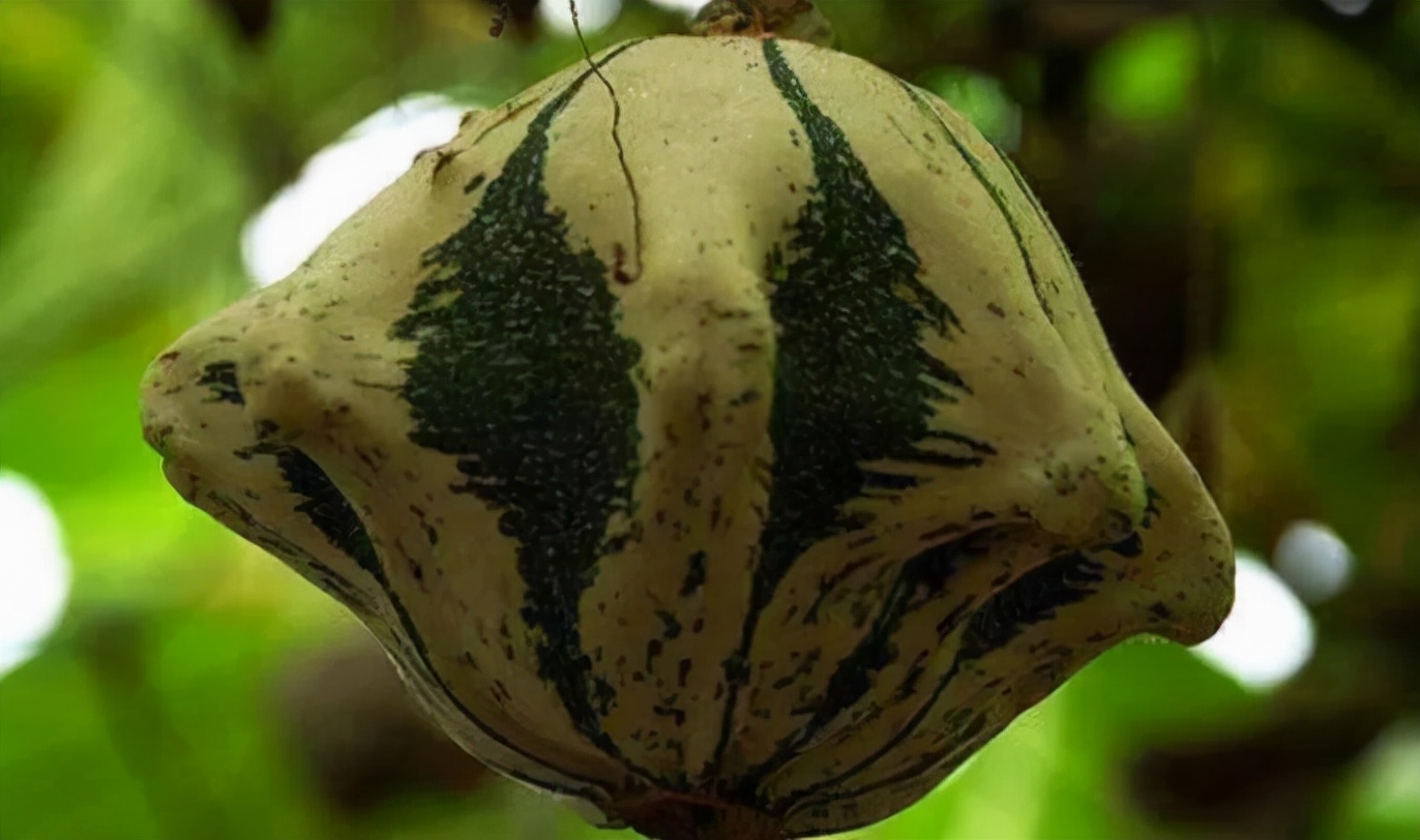 These 6 kinds of rare vegetables, if you have eaten more than 3 of them ...