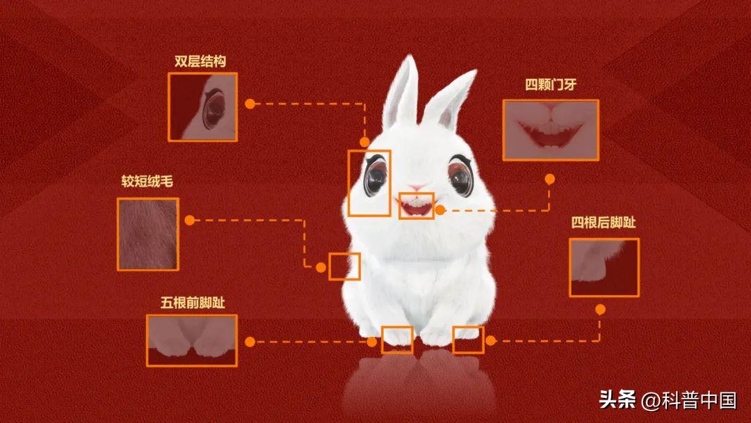 Rabbit and mouse turned out to be "distant relatives"?Things you don't ...