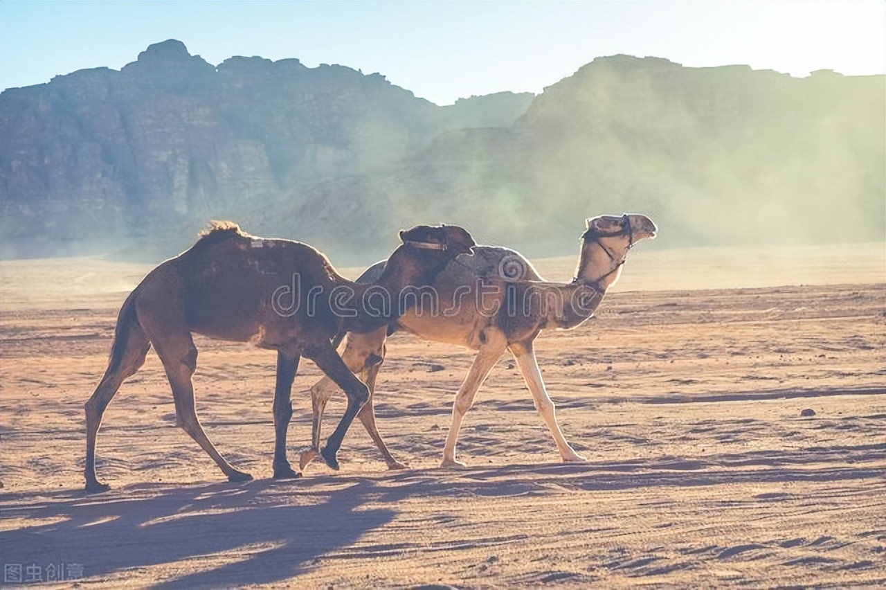 "Original" Seven Laws Desert Camel - iNEWS