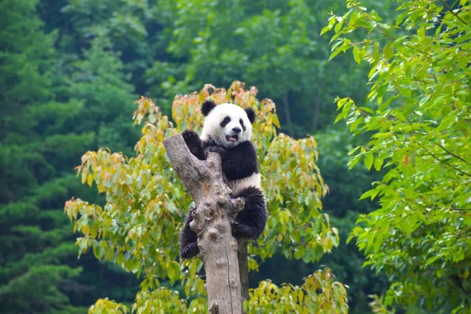 The two lines invite guests from afar, and "fun" tour the panda road ...