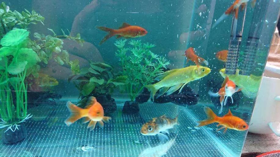 Jiang Fan's fish farming experience - iNEWS