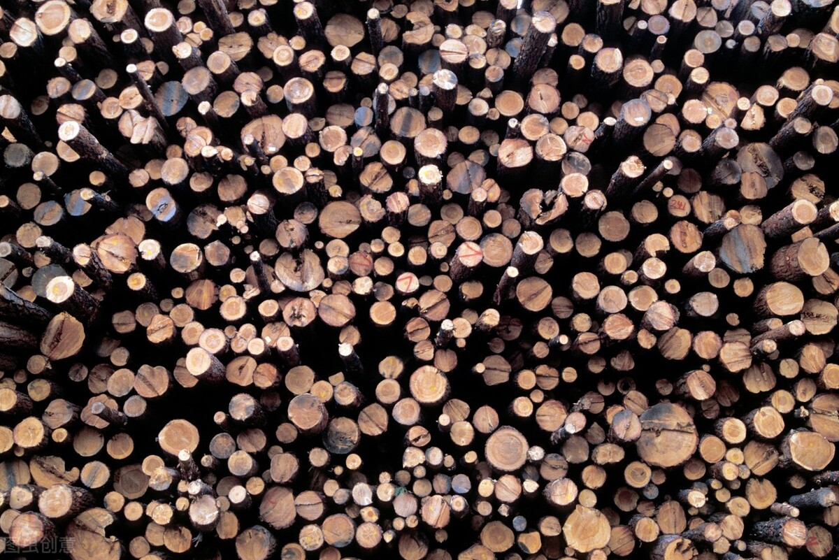 Iron birch is called the "King of Wood". It cannot be cut with axe and ...