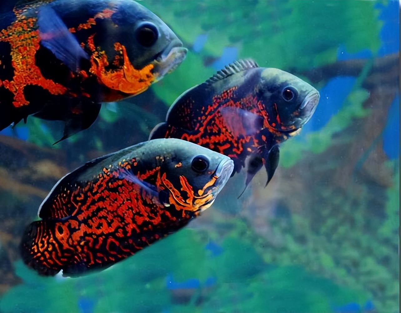 Are map fish prone to disease? What should I do if the map fish is sick ...