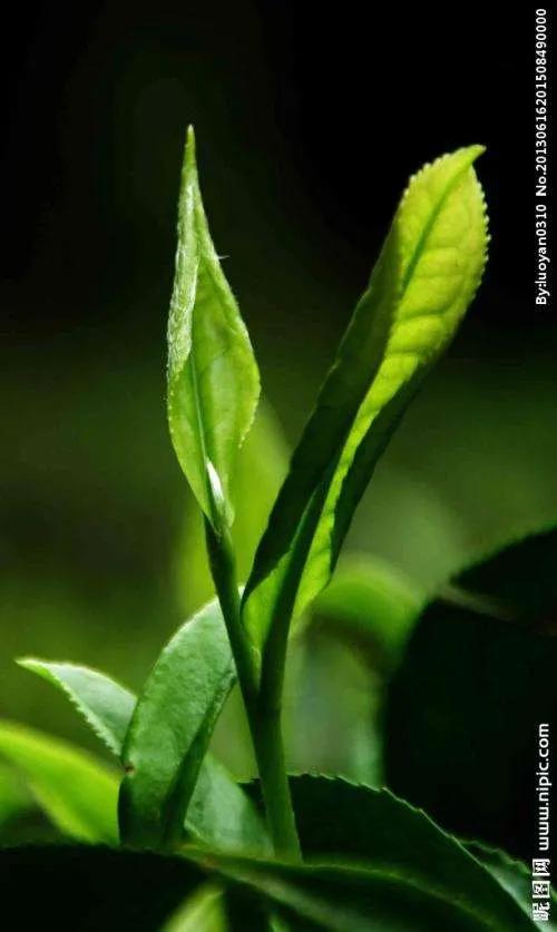 Twelve Poems of Feng Yeyong's Tea Ci "Picking Sangzi" - iNEWS