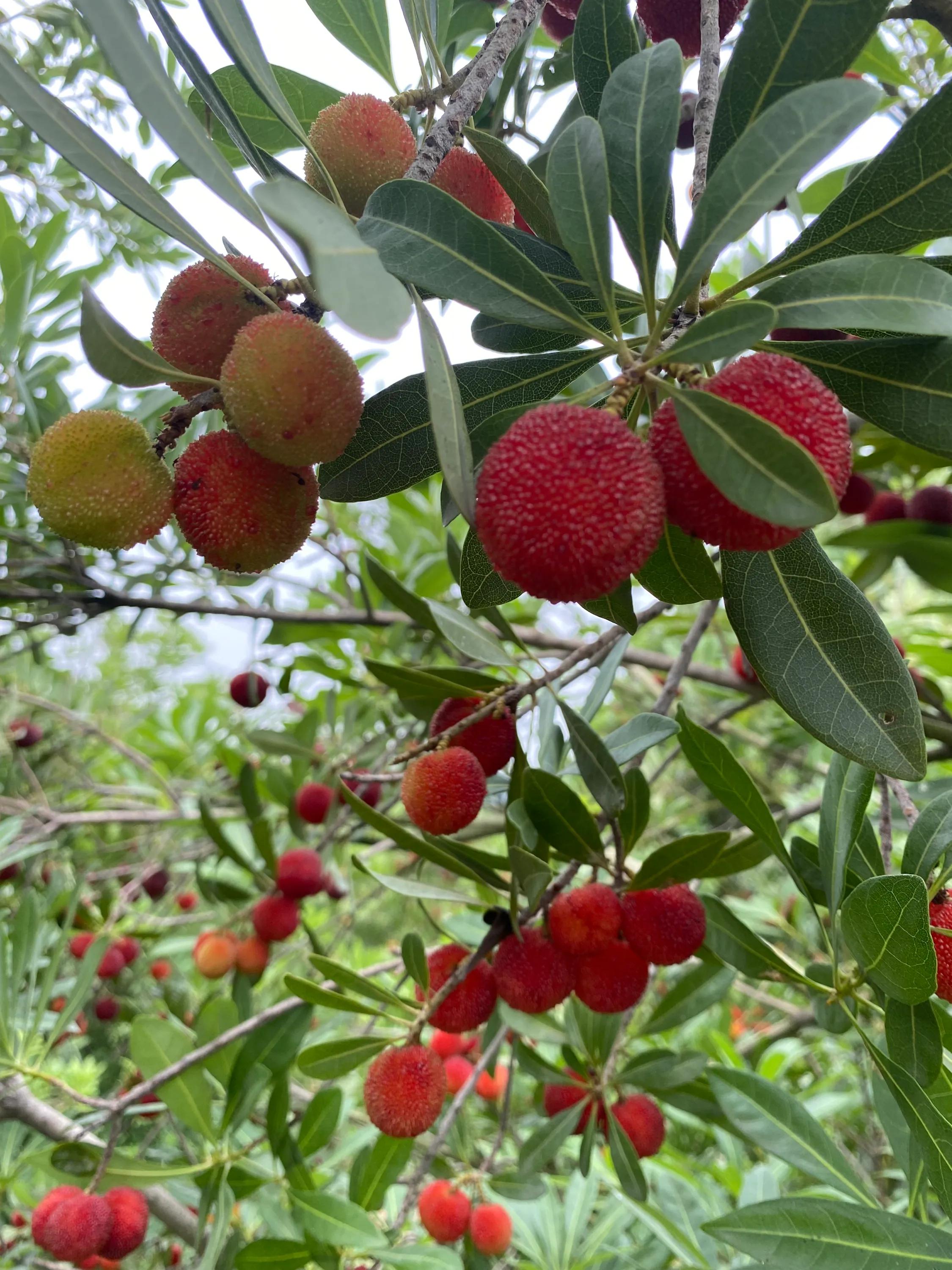Yangmei picking is at the right time - iNEWS