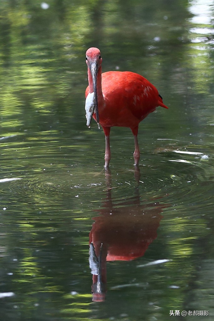 The reddest bird in the world——(not the crested ibis, do you know what ...