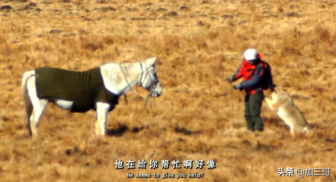 The legendary story "Return to the Wolves" is full of emotion. Is the ...