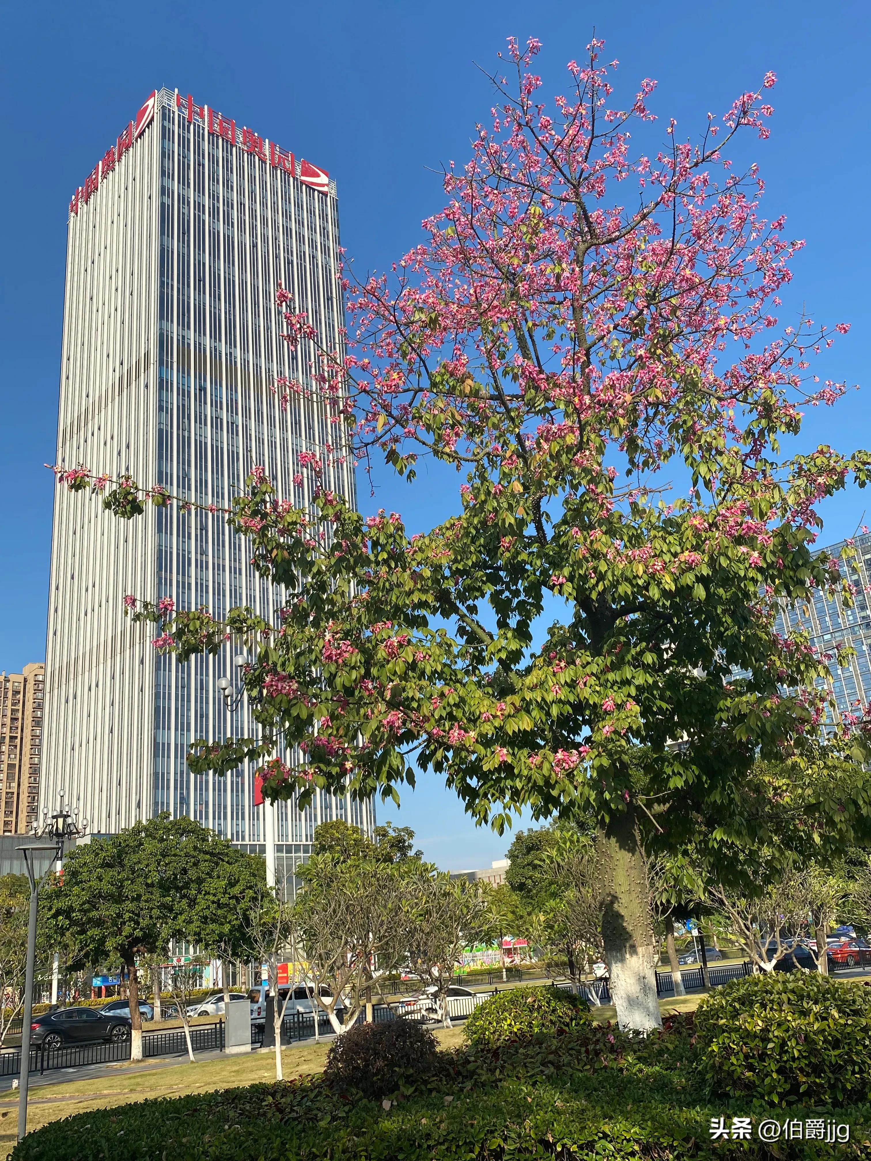 Beautiful kapok, a tree blooming in autumn - iNEWS