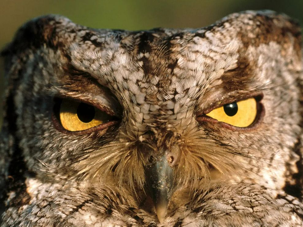 6 million years ago, an owl on the Qinghai-Tibet Plateau was turned ...