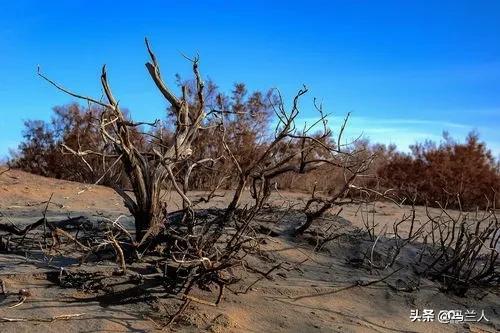red willow blowing in the wind - iNEWS