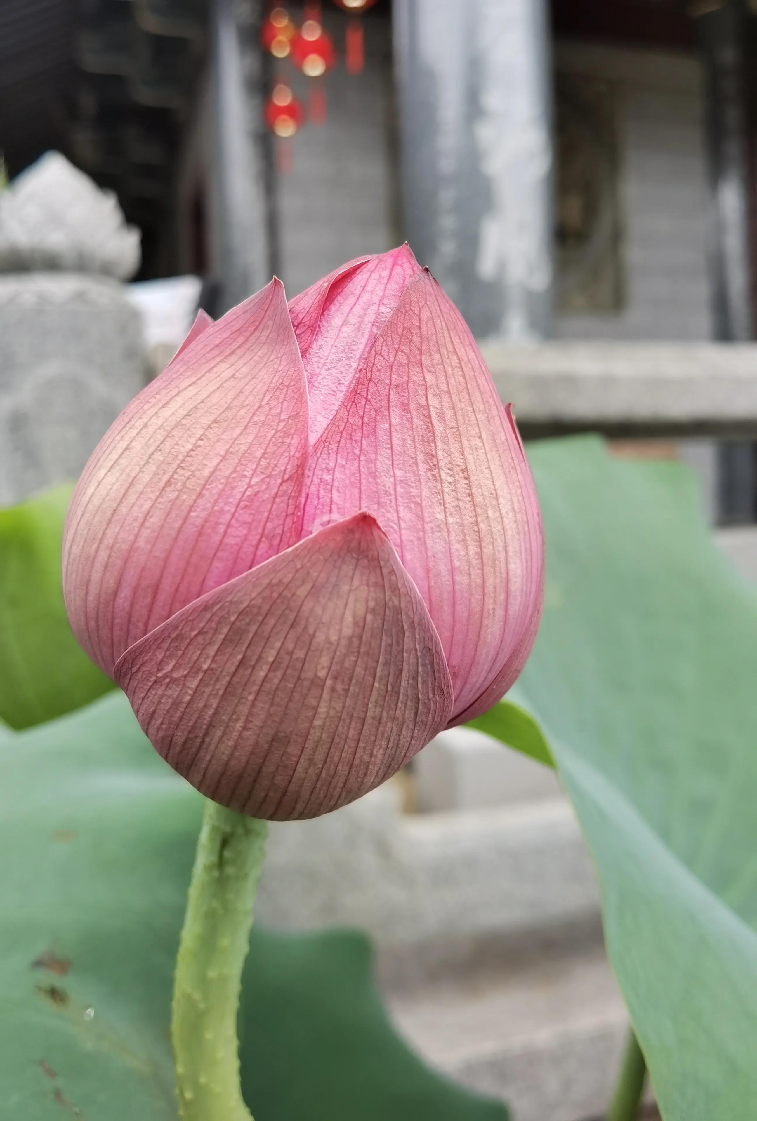 beautiful lotus - iMedia