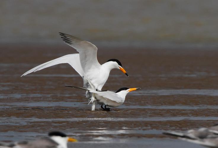 Why is the Chinese crested tern called the "bird of myth"? - iNEWS