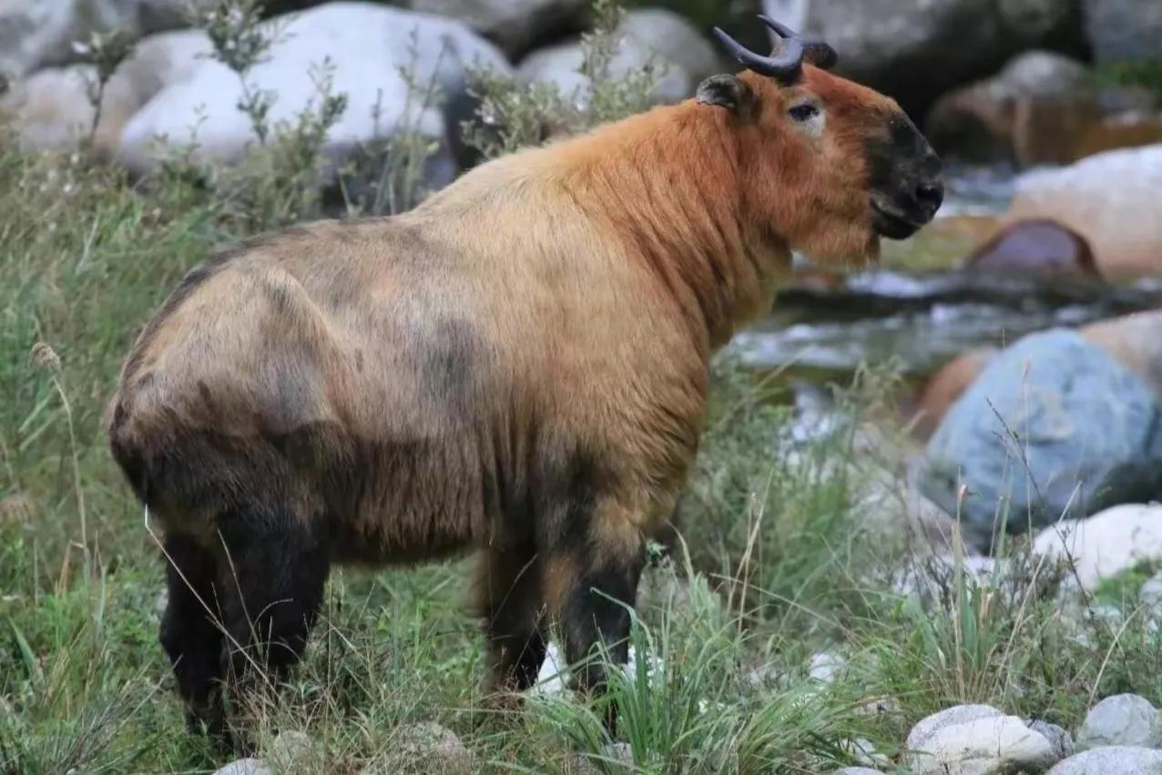 The wild "six unlikes" appeared in the Qinling Mountains, weighing more ...