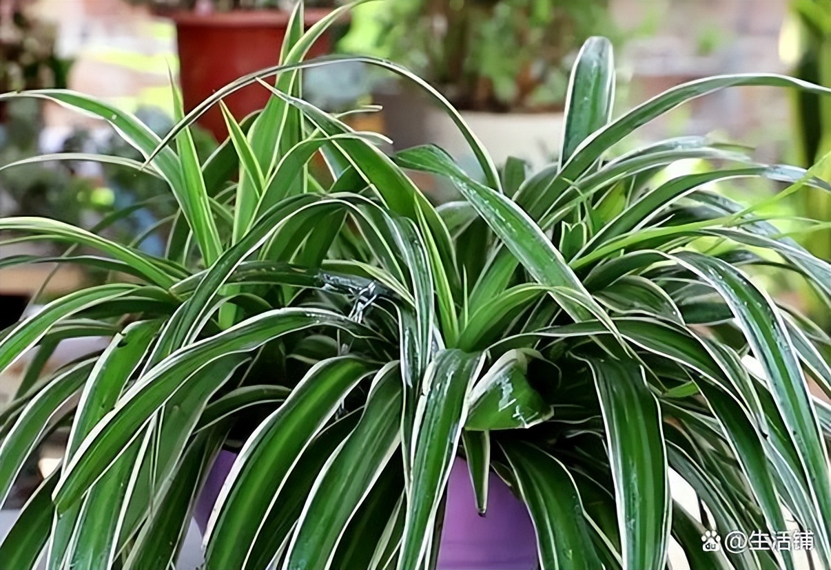 How to raise Chlorophytum in water?Do these 3 points, easy to support ...