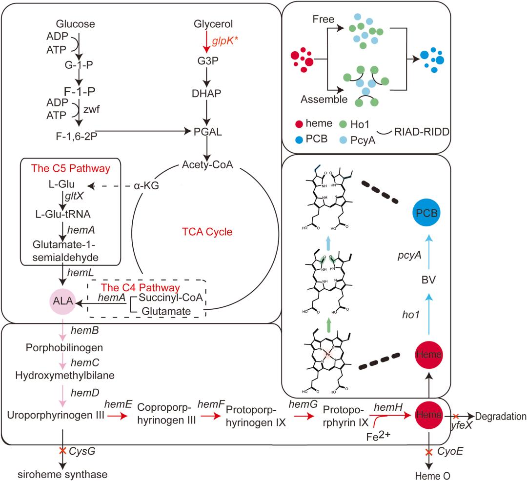 Jiangnan University team transformed Escherichia coli to biosynthesize ...
